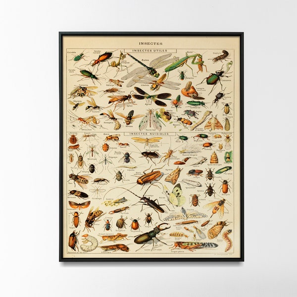 Insect Chart - Etsy