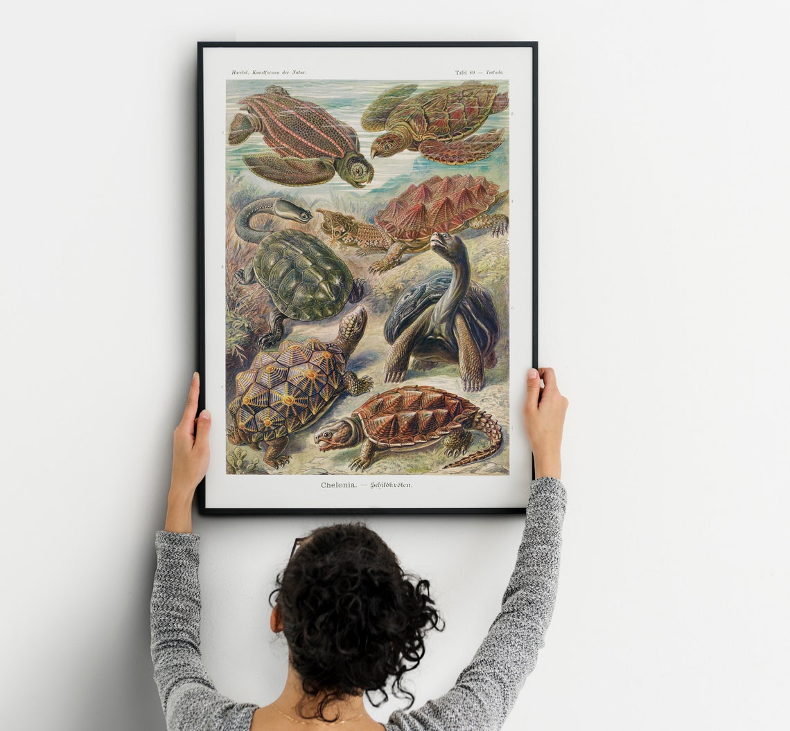 Reptile poster Sea turtles print reptile print Ernest | Etsy