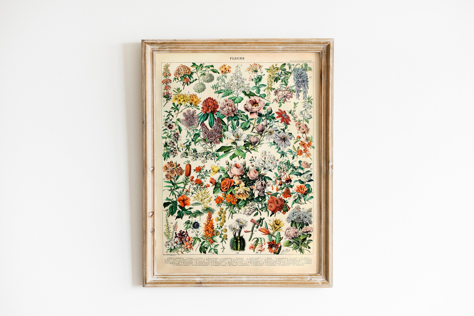 Botanical Poster Set of 3 Flowers Botanical Prints Wildflower - Etsy