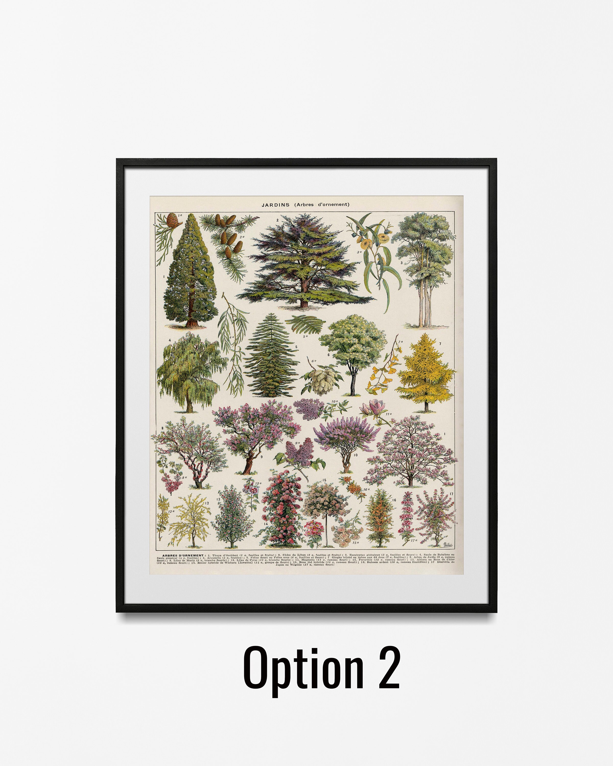 Forest Wall Art Wall Tree Poster Tree Prints Tree Species - Etsy