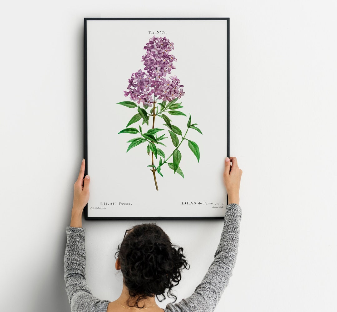 Vintage Lilac Flower Print, Botanical Wall Art - Etsy