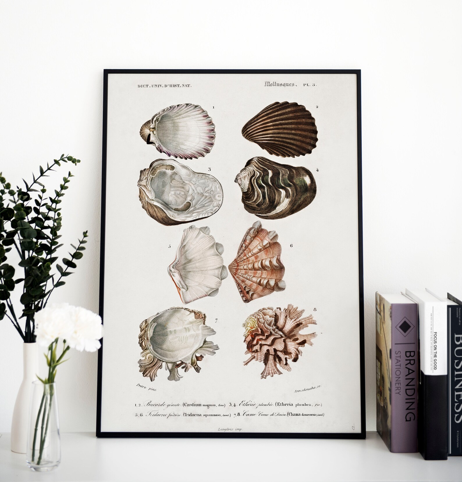 Seashell Art Prints Seashell Prints Shell Poster Seashell - Etsy