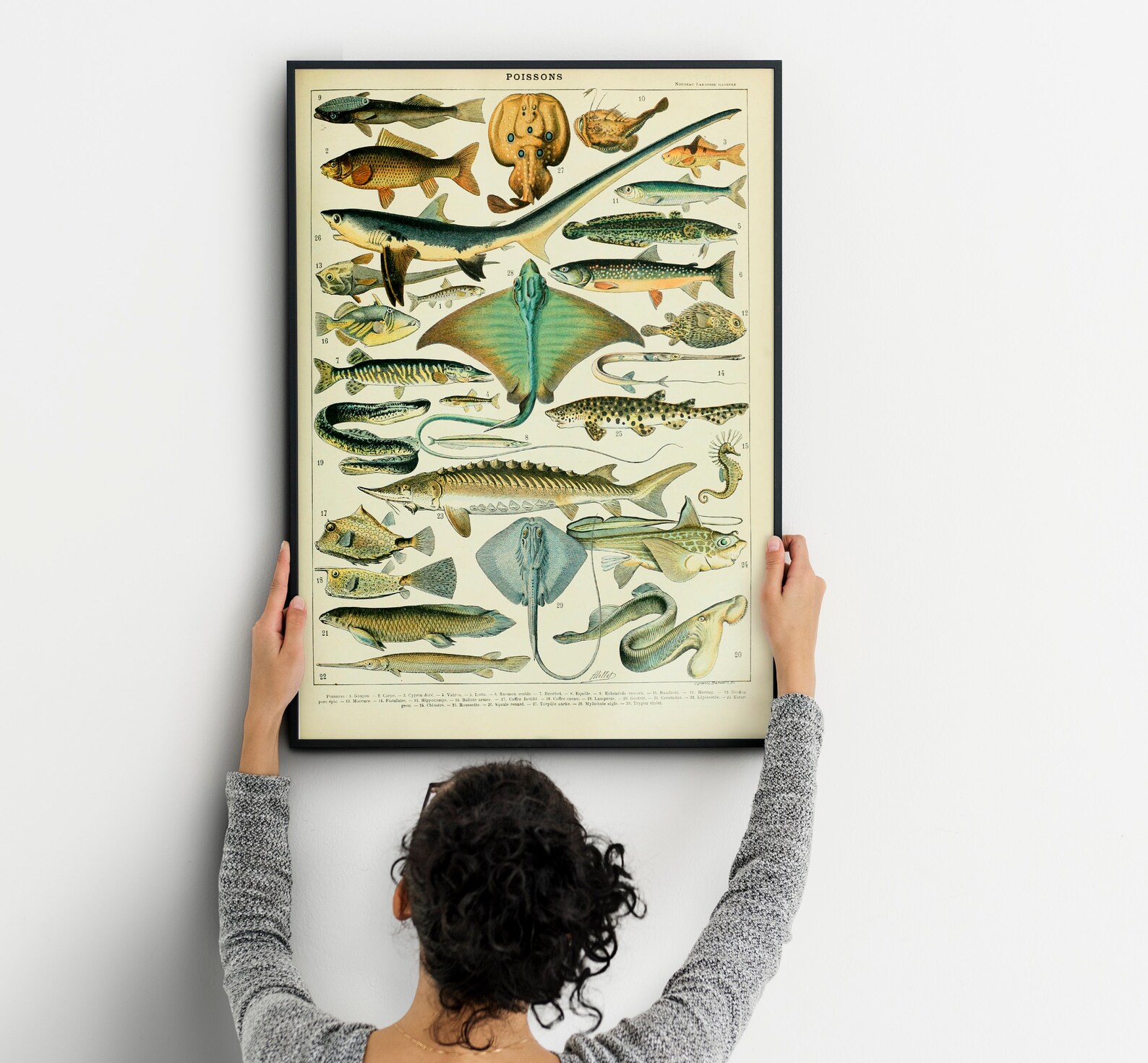 Sea Life Poster Ocean Art Larousse Adolphe Millot Print | Etsy