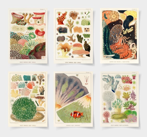 Sea life prints set of 6 sea moss prints marine life poster | Etsy