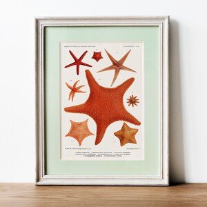 Coral Reef Art, Costal Decor Style Poster, Jellyfish Wall Art, Sea ...