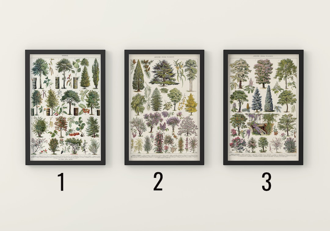 Forest Wall Art, Wall Tree Poster, Tree Prints, Tree Species Wall Art ...