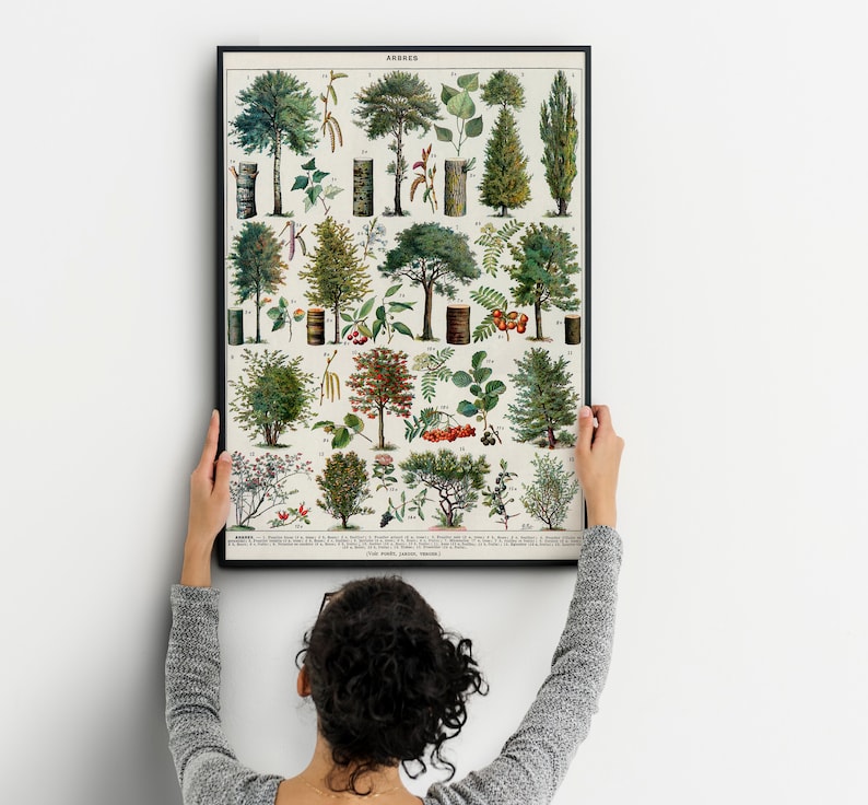 Forest Wall Art, Wall Tree Poster, Tree Set of 3 Prints, Tree Species ...