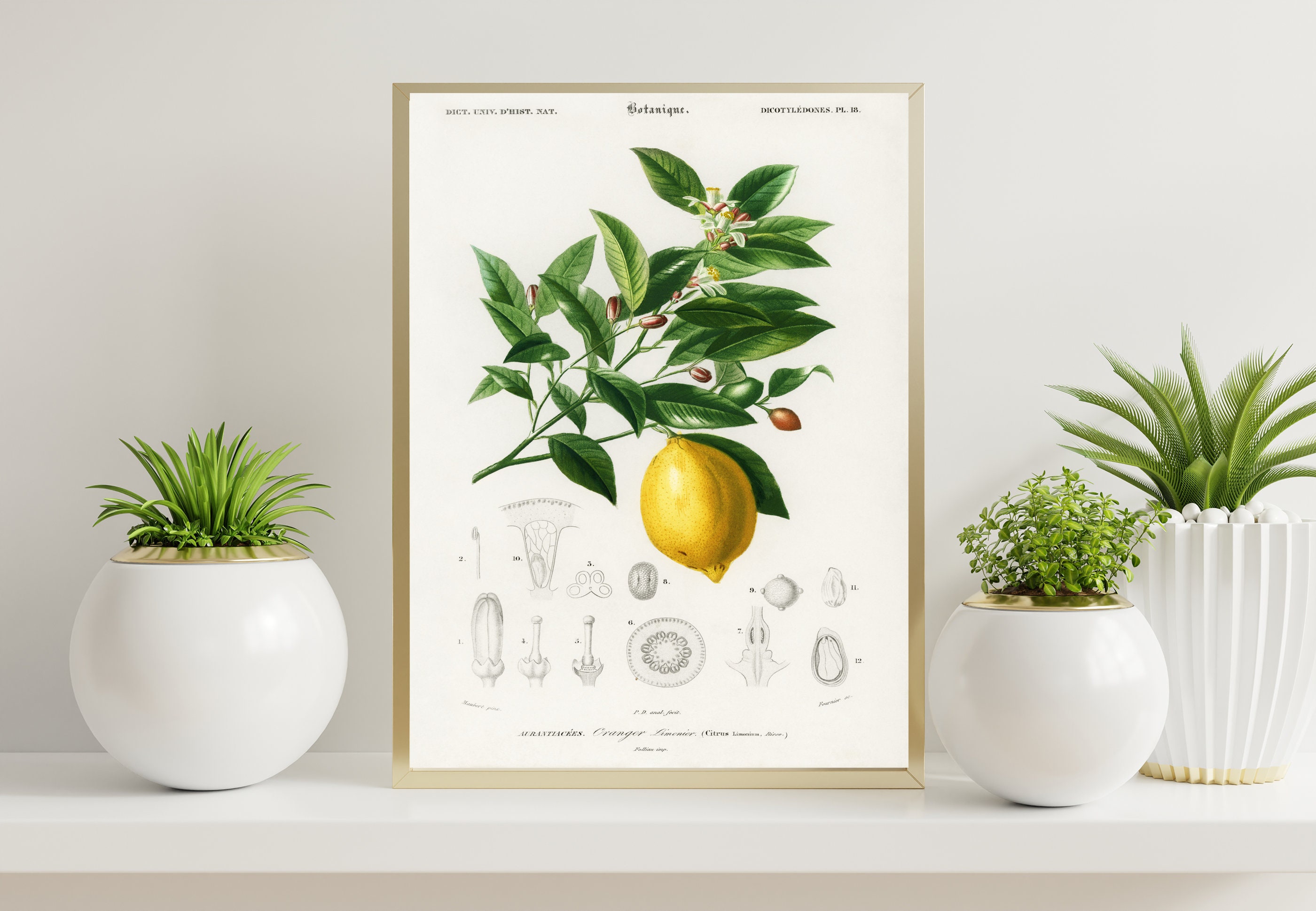 Vintage Lemon Print Lemon poster Botanical Floral Wall Art | Etsy