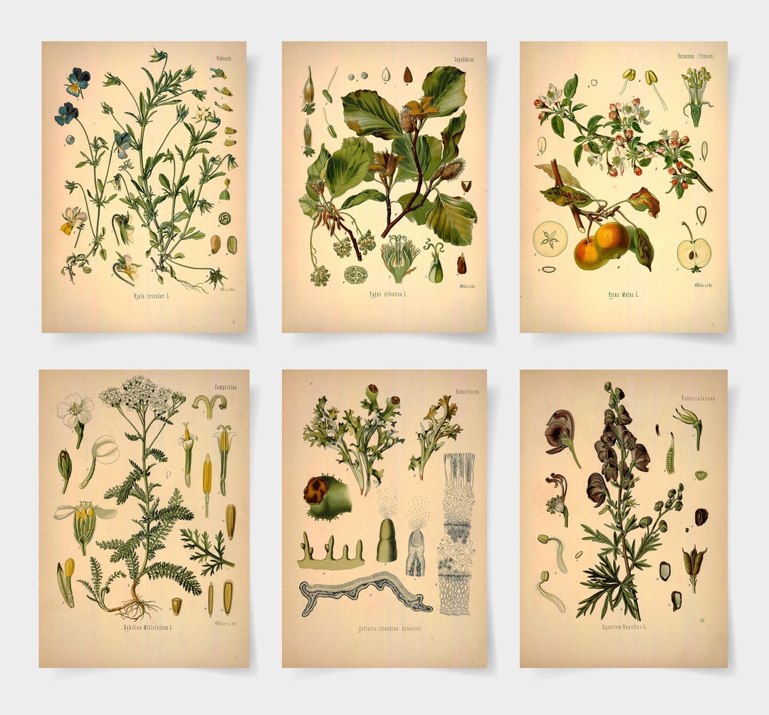 Botanical Print Botanical Poster Set of 6 Flowers, Botanical Prints ...