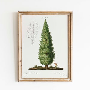 Tree Poster Set of 6 Tree Prints, Tree Print, Tree Identification ...
