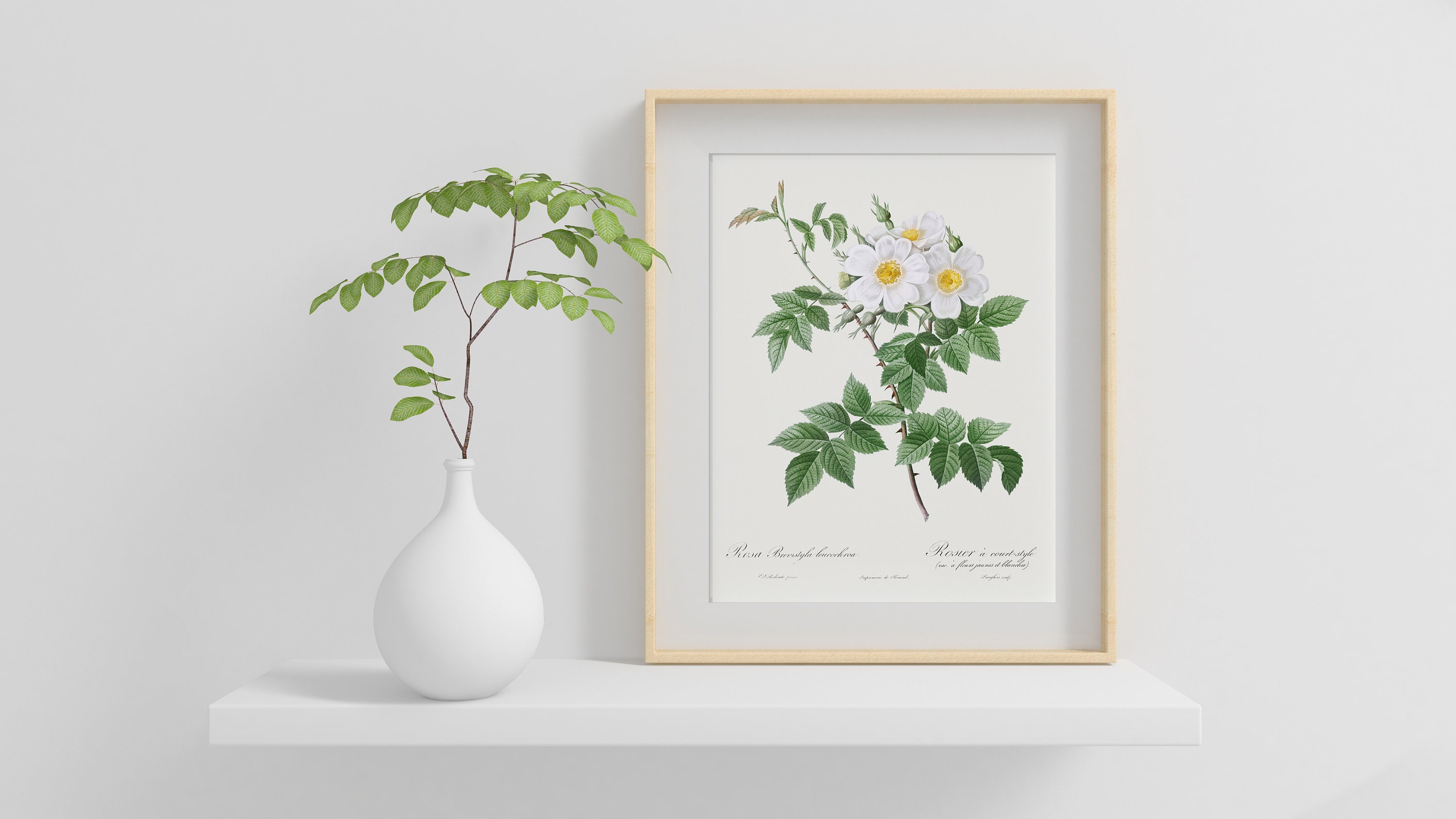 Botanical Poster Set of 3 Flowers Botanical Prints | Etsy