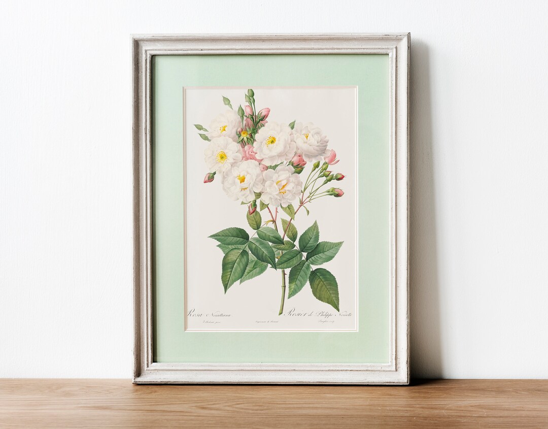 Vintage Flower Poster, Botanical Print, Antique Garden Prints ...