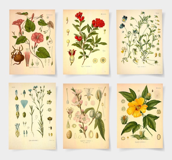 Botanical Poster Set of 6 Flowers Botanical Prints | Etsy