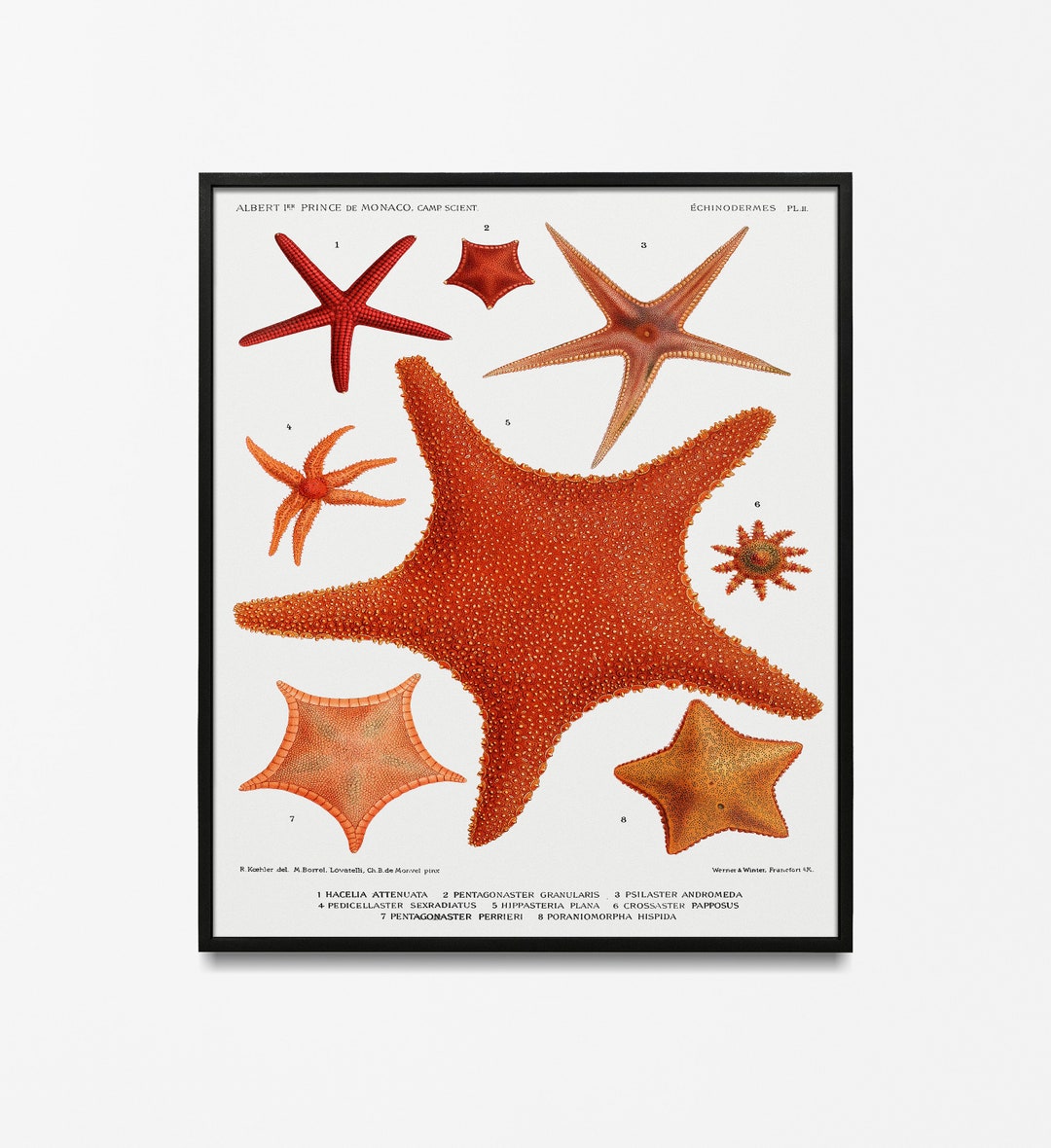 Coral Reef Art, Costal Decor Style Poster, Jellyfish Wall Art, Sea ...