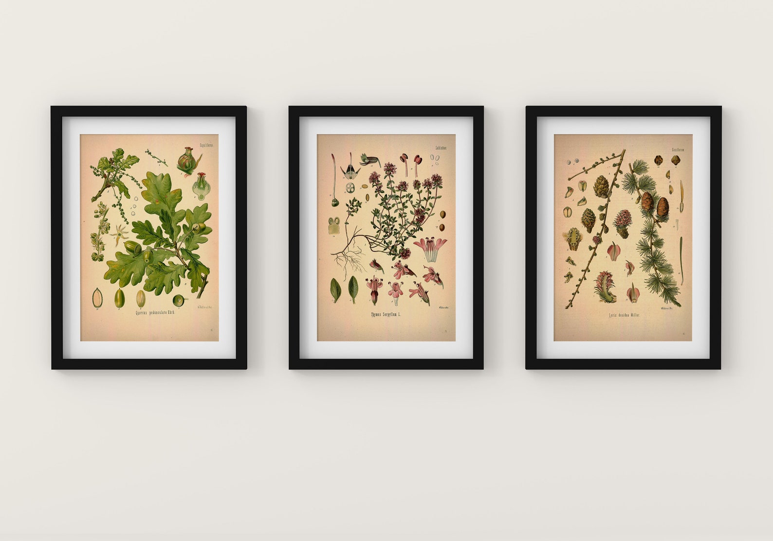 Botanical Poster Set of 6 Flowers Botanical Prints - Etsy