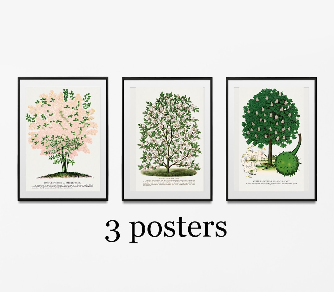 Forest Wall Art, Wall Tree Poster, Tree Set of 3 Prints, Tree Species ...