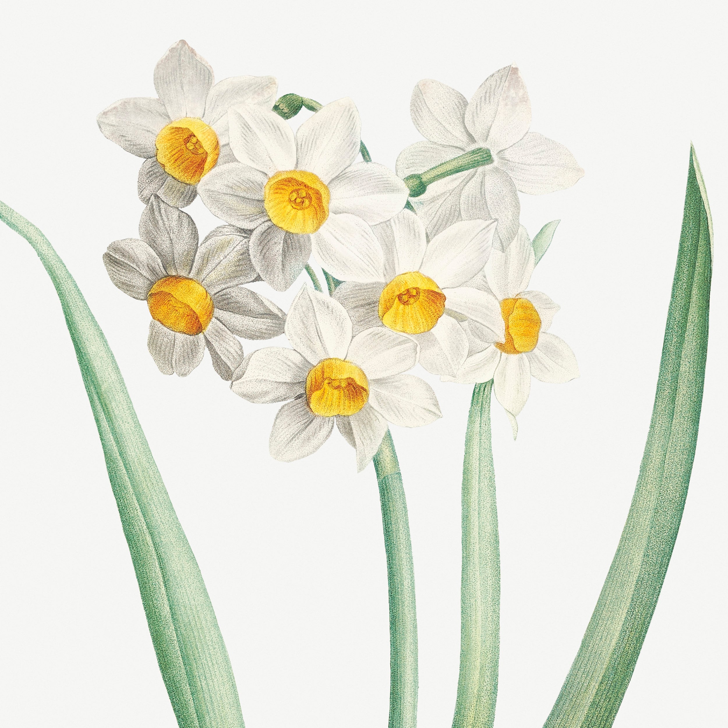 Flowery Decor Spring Flower Print Botanical Art Print - Etsy