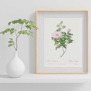 Botanical Poster Set of 3 Flowers, Botanical Prints Wildflower, Floral ...