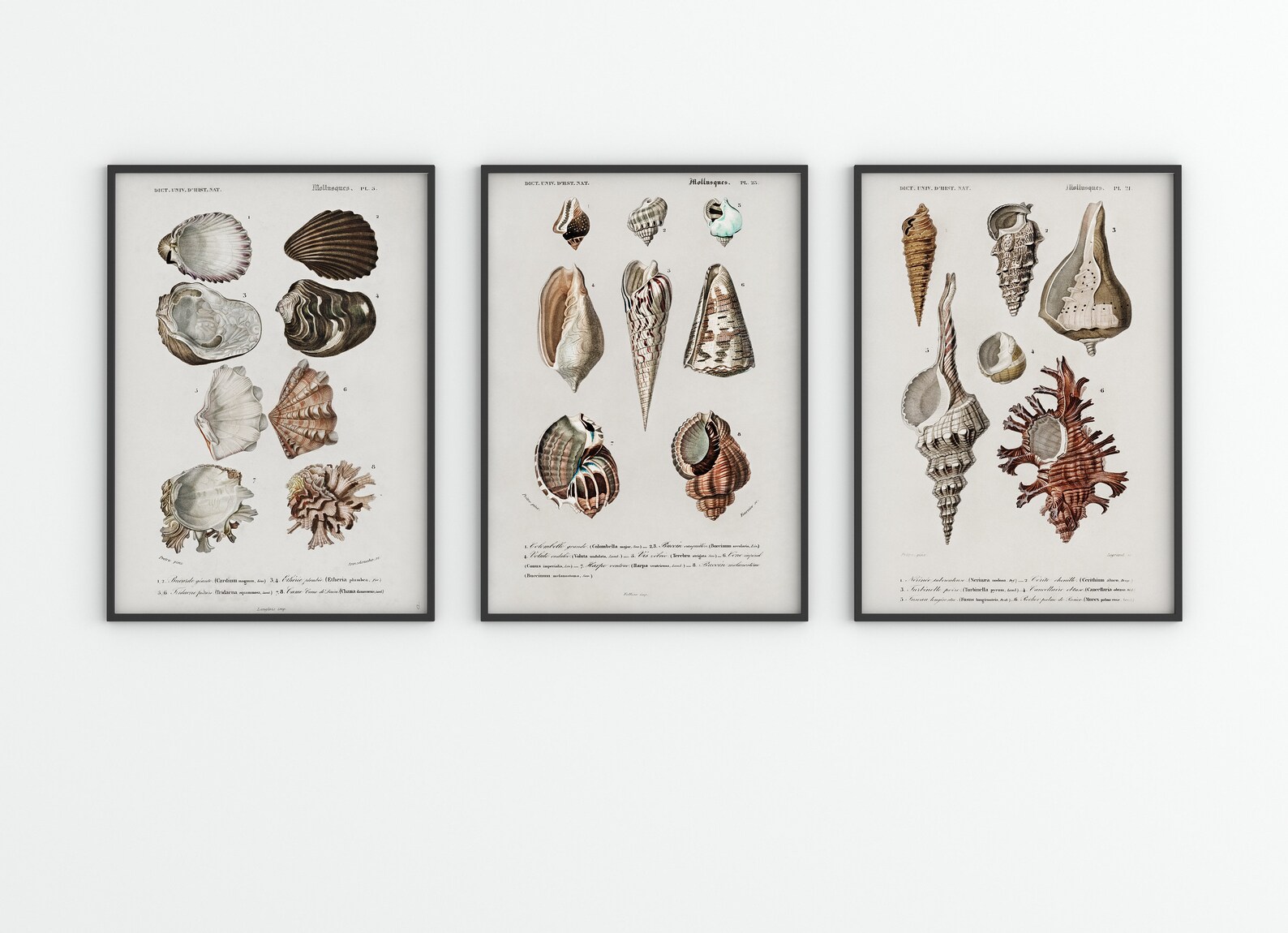 Set of 3 Seashell Art Prints Seashell Paintings Nautical - Etsy