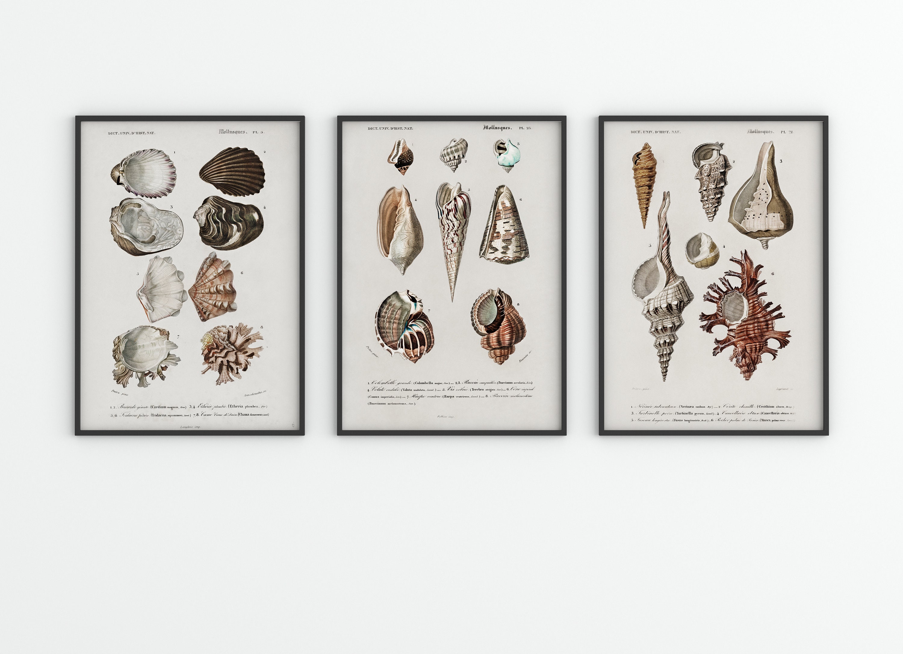 Set of 3 Seashell Art Prints Seashell Paintings Nautical | Etsy