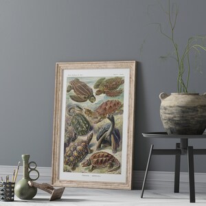 Reptile Poster, Sea Turtles Print, Reptile Print, Ernest Haeckel Print ...