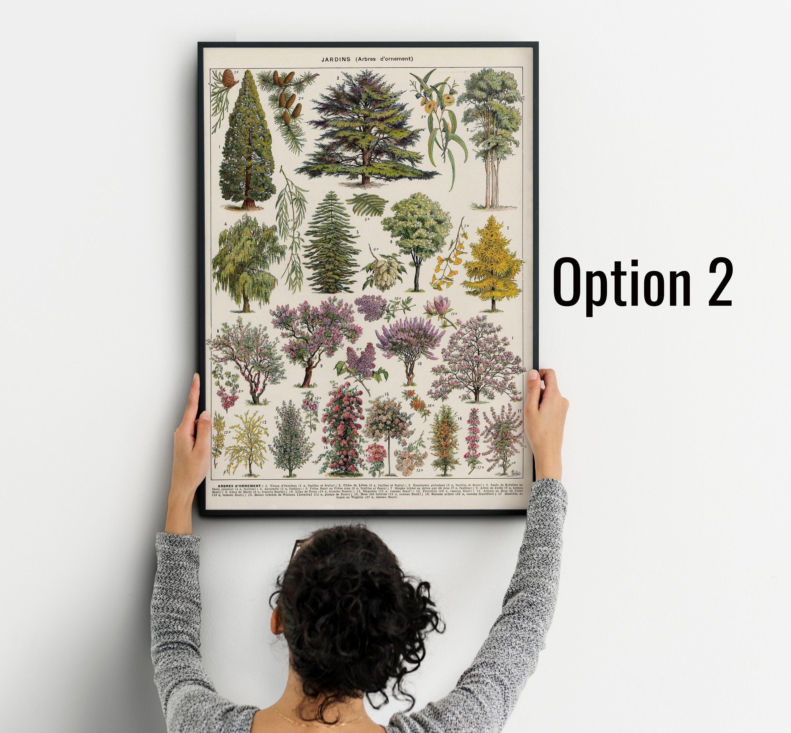 Forest Wall Art Wall Tree Poster Tree Prints Tree Species - Etsy