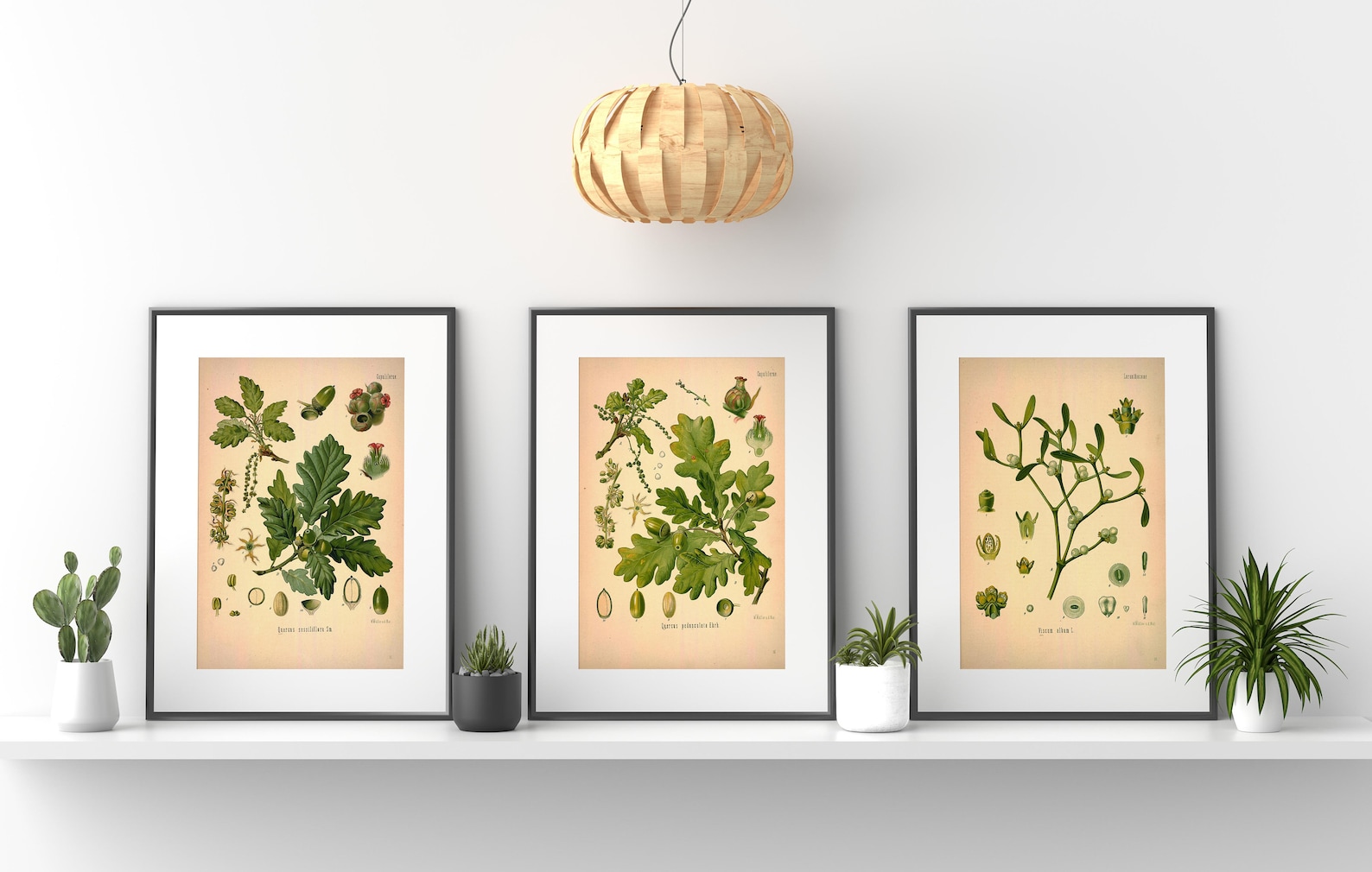 Botanical Poster Set of 6 Flowers Botanical Prints - Etsy
