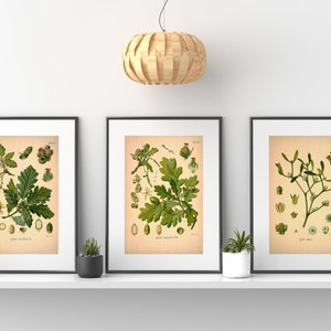 Botanical Poster Set of 6 Flowers, Botanical Prints Wildflower, Floral ...