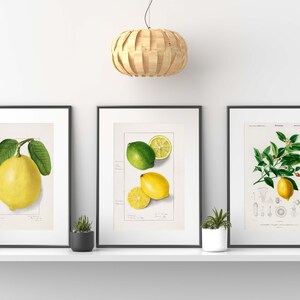 Lemon Poster, Lemon Wall Art, Lemon Art, Kitchen Poster, Fruits Poster ...
