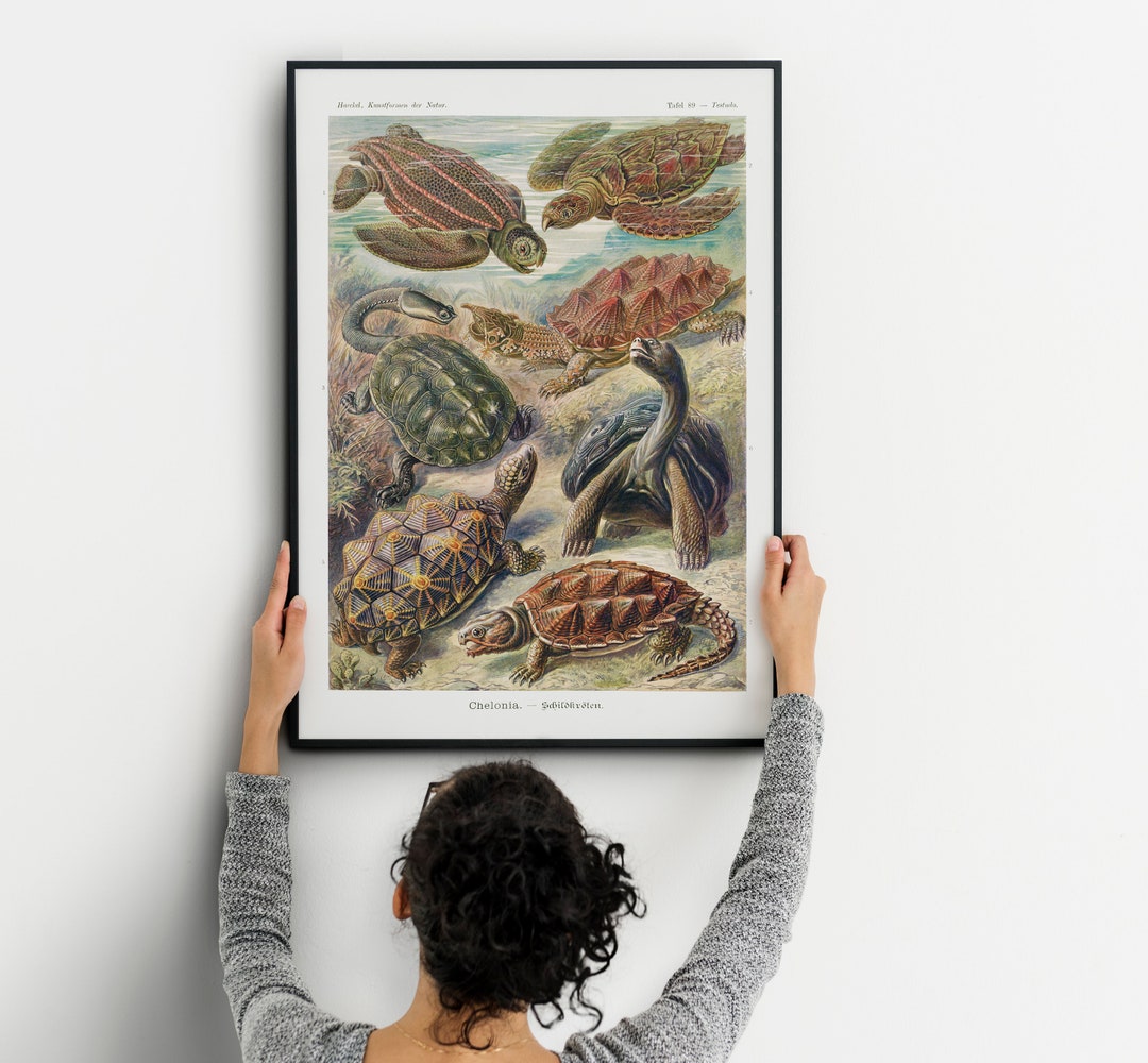 Reptile Poster, Sea Turtles Print, Reptile Print, Ernest Haeckel Print ...