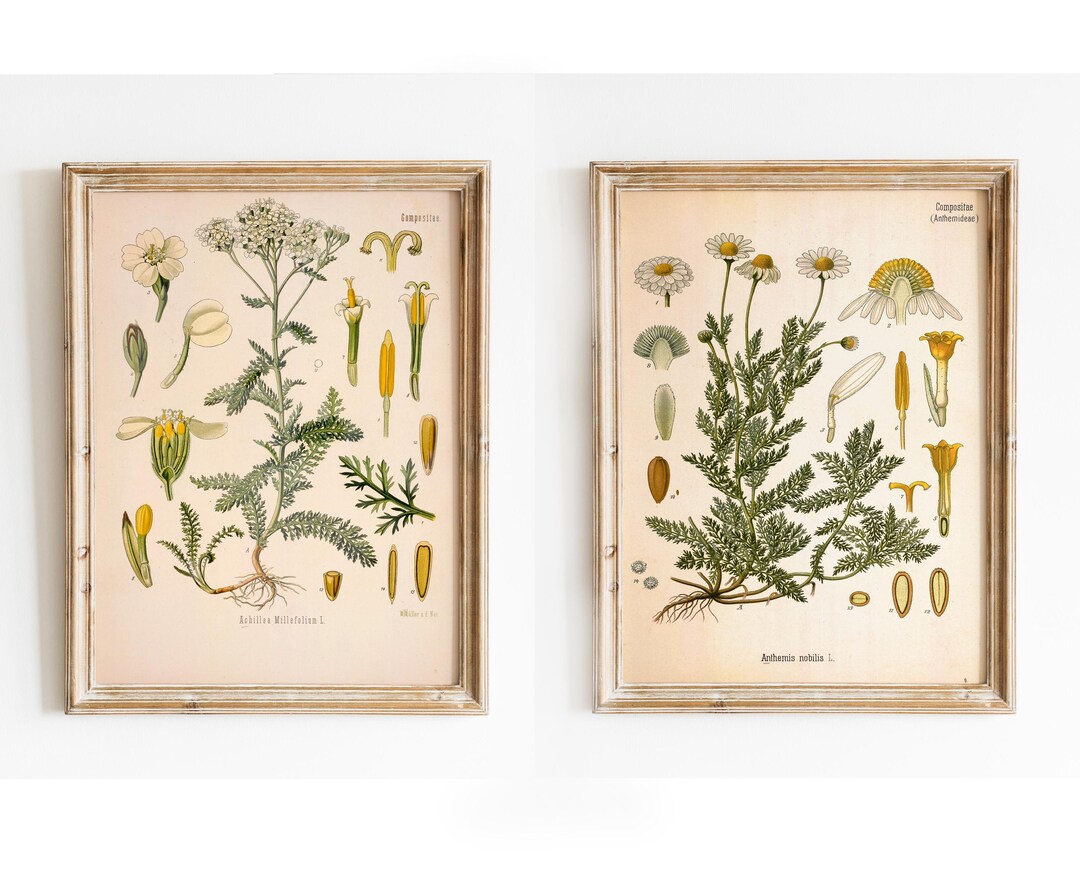Vintage Flower Prints, 2 Botanical Posters - Etsy