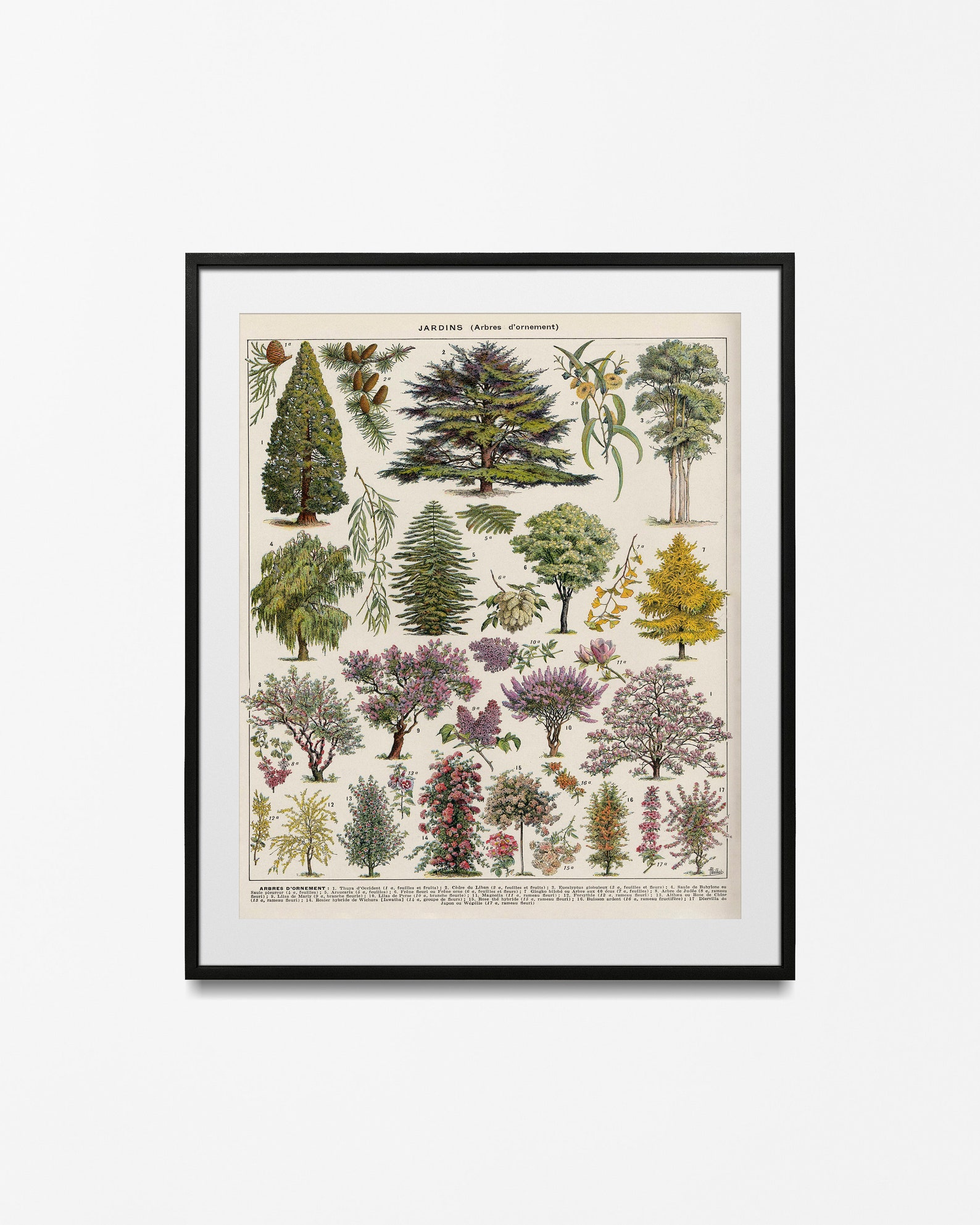 Forest Wall Art, Wall Tree Poster, Tree Set of 3 Prints, Tree Species ...