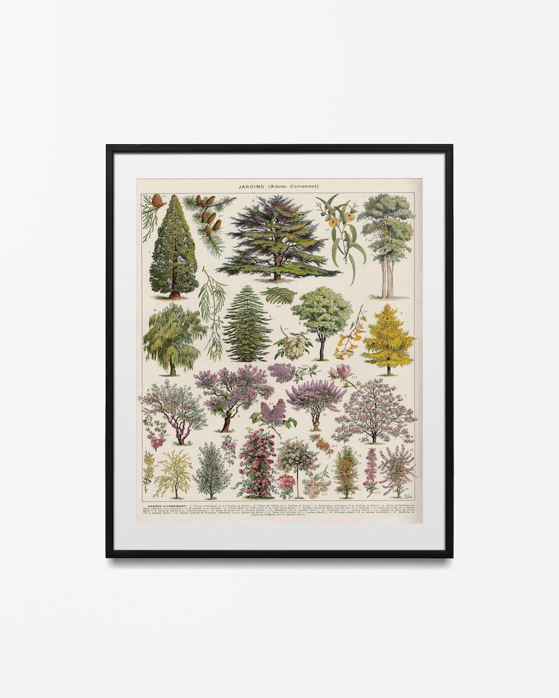 Forest Wall Art, Wall Tree Poster, Tree Set of 3 Prints, Tree Species ...