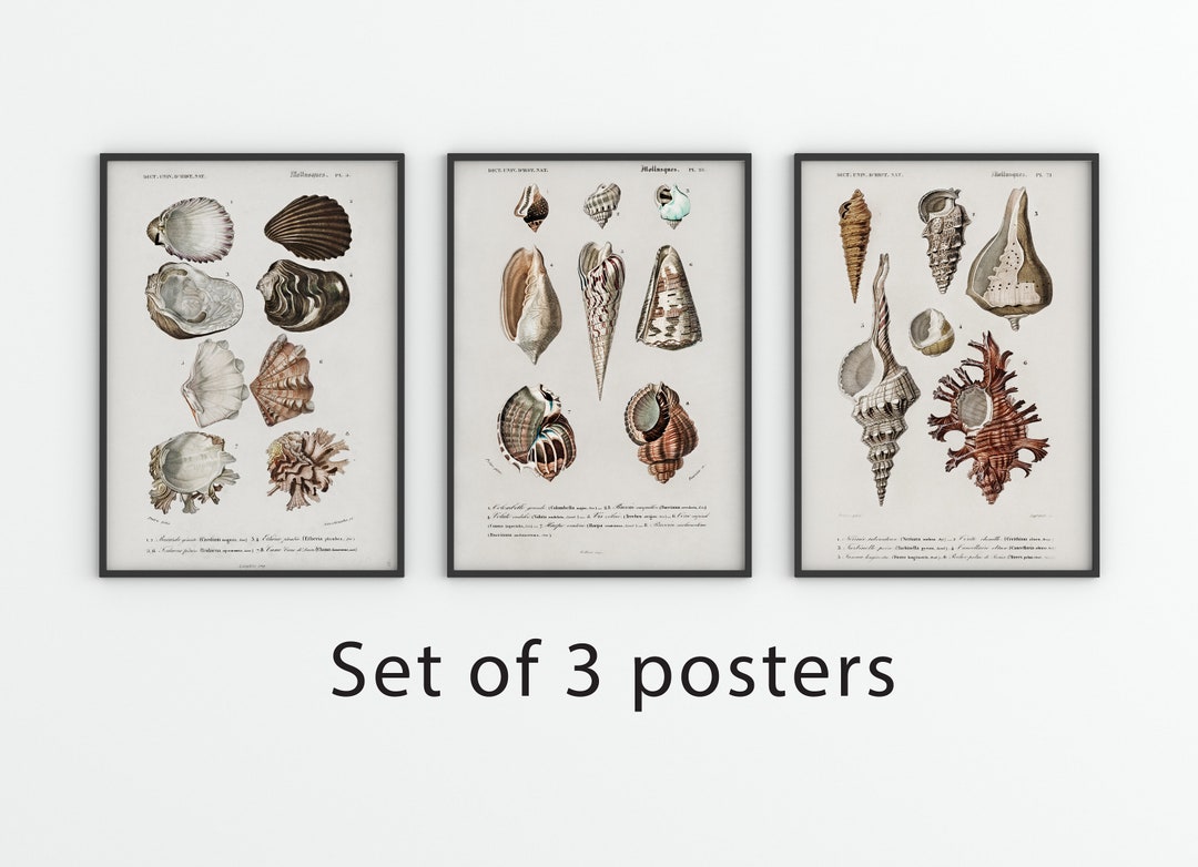 Set of 3 Seashell Art Prints, Seashell Paintings, Nautical Ocean Wall ...