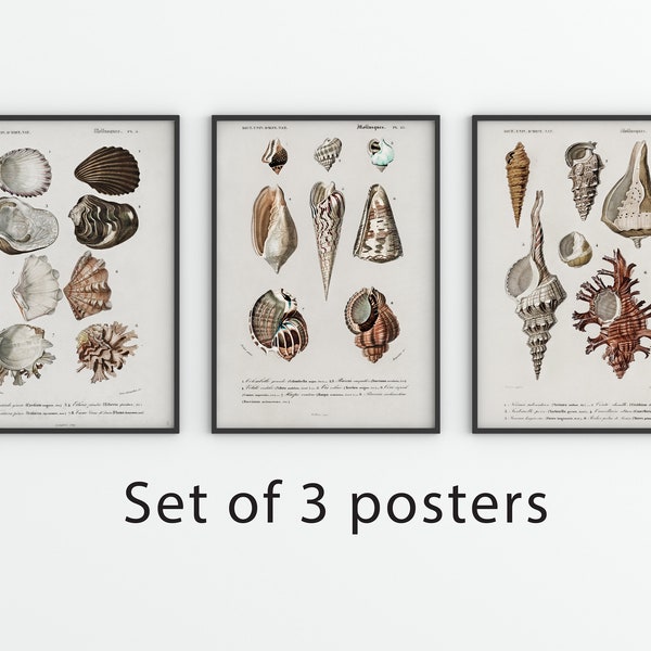 Seashell Art Print - Etsy