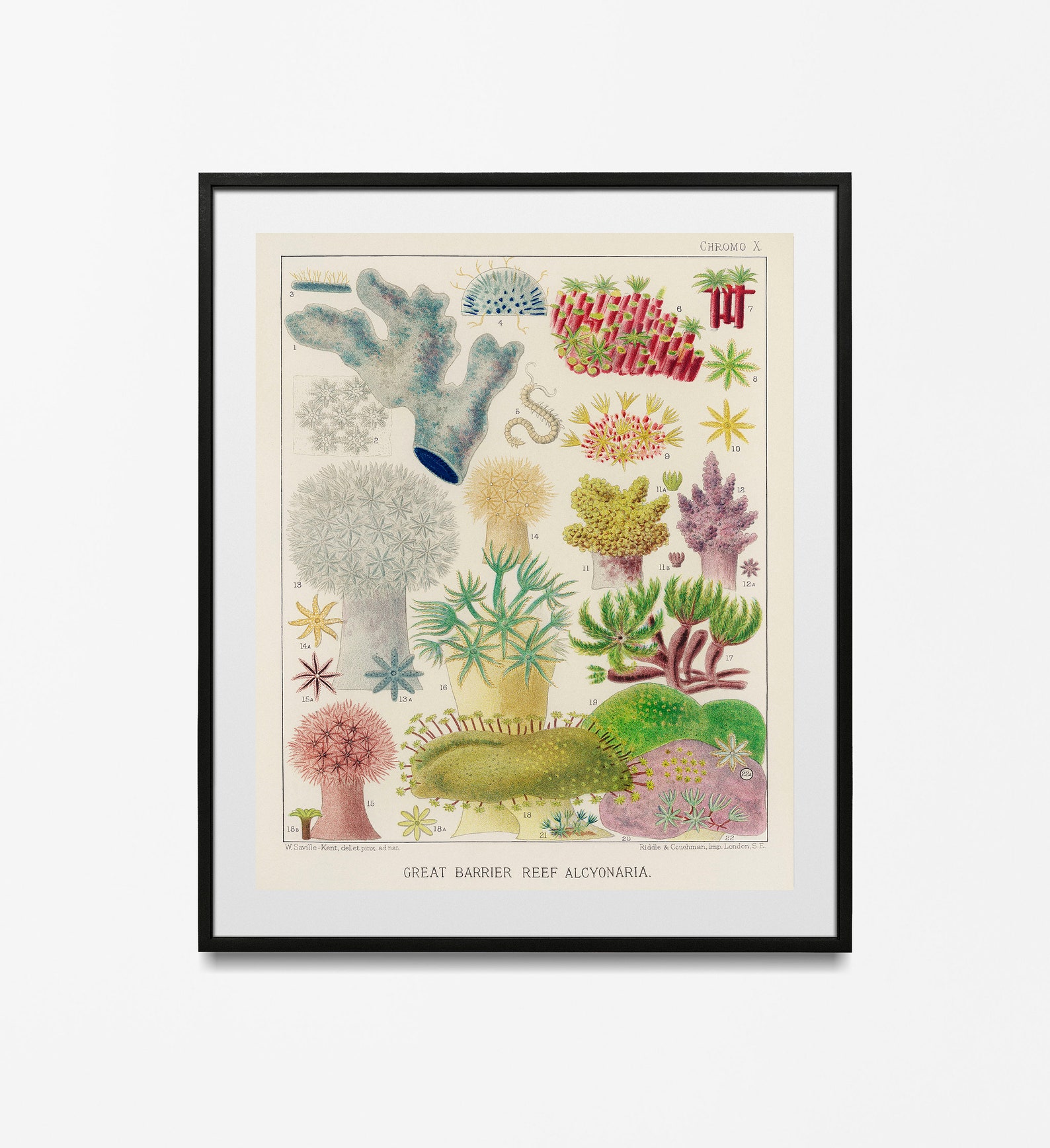 Sea life prints set of 6 sea moss prints marine life poster | Etsy
