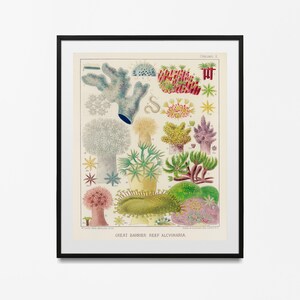 Sea Life Prints Set of 6, Sea Moss Prints, Marine Life Poster, Sea ...