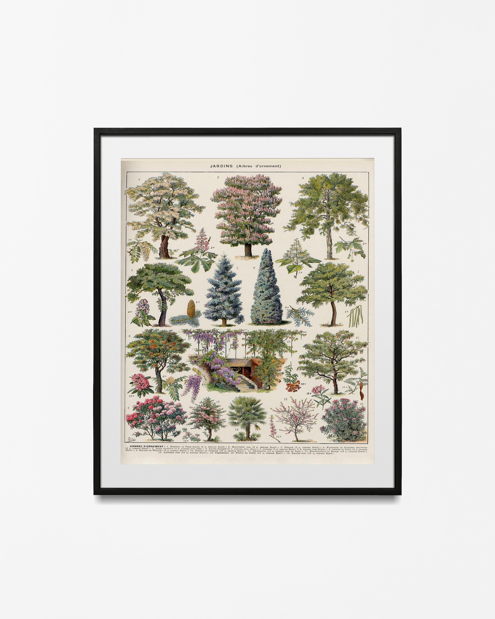 Forest Wall Art, Wall Tree Poster, Tree Set of 3 Prints, Tree Species ...