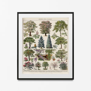 Forest Wall Art, Wall Tree Poster, Tree Set of 3 Prints, Tree Species ...
