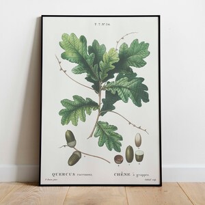 Tree Poster Set of 6 Tree Prints, Tree Print, Tree Identification ...