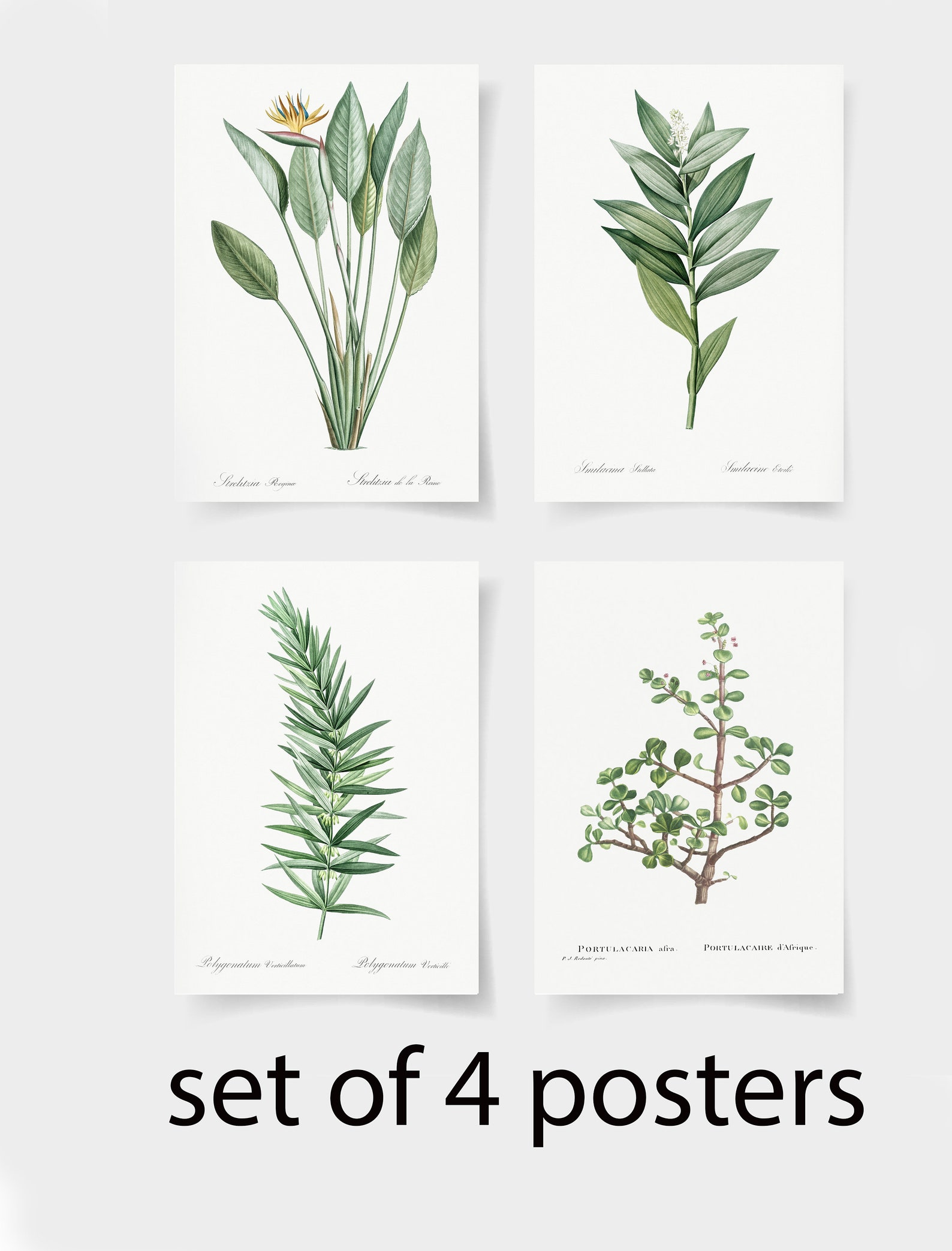 Botanical Wall Art Set of 4 Flowers Plant Wall Art Botanical | Etsy