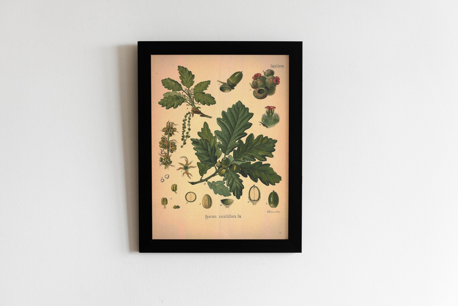 Botanical Poster Set of 6 Flowers Botanical Prints - Etsy