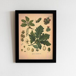 Botanical Poster Set of 6 Flowers, Botanical Prints Wildflower, Floral ...