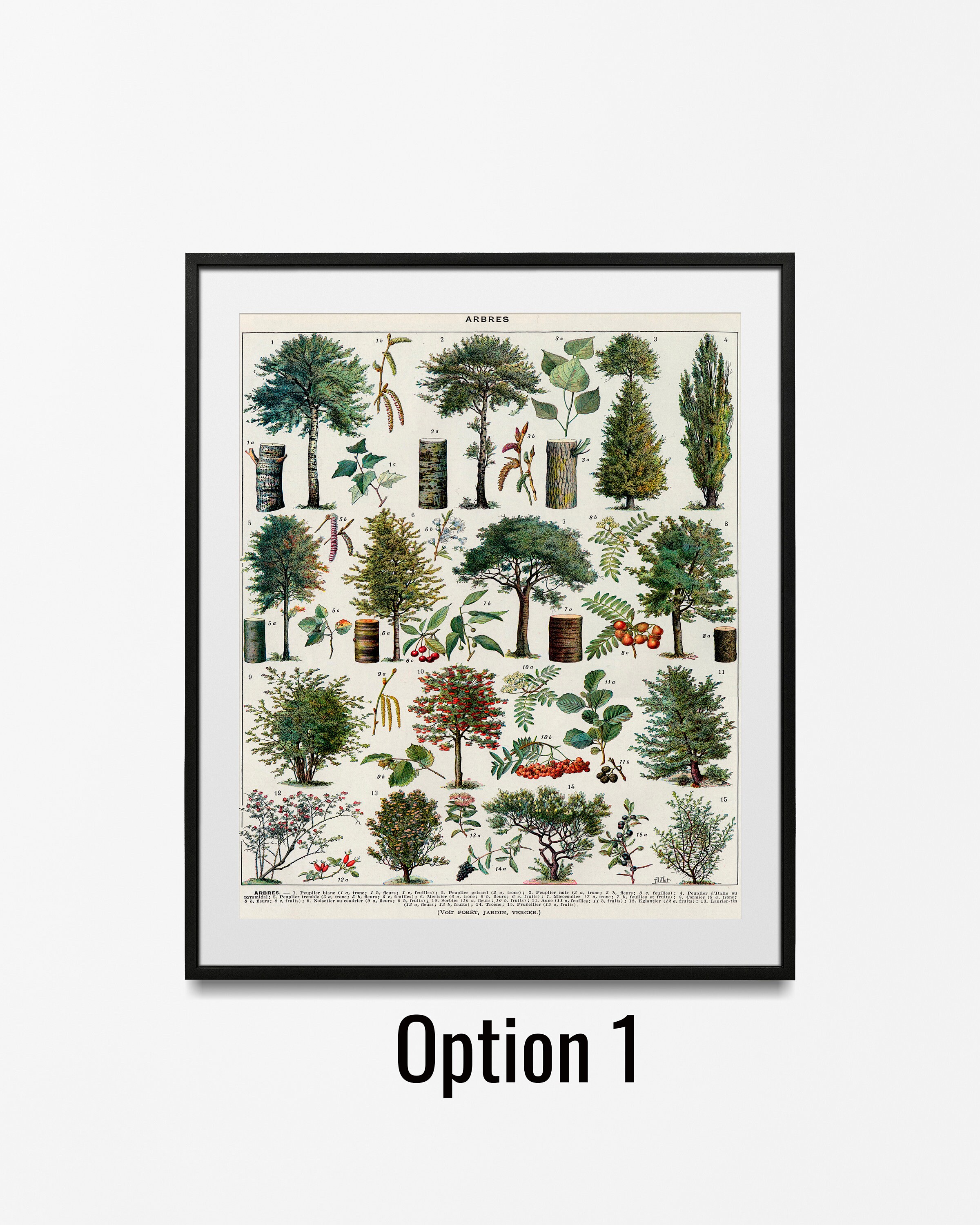Forest Wall Art Wall Tree Poster Tree Prints Tree Species - Etsy