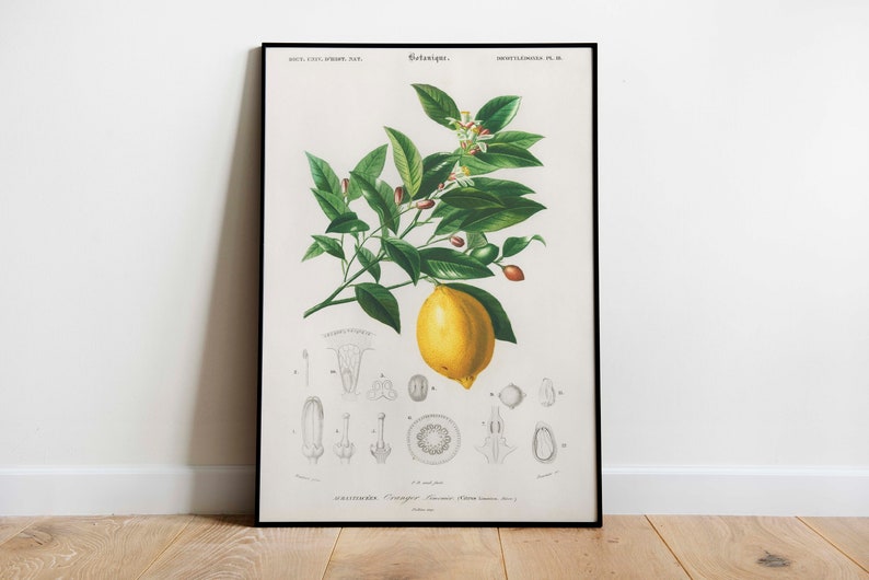 Lemon Poster Lemon Wall Art Lemon Art Kitchen Poster | Etsy