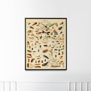 Vintage Science Print Insect Painted by Adolphe Millot, Larousse ...