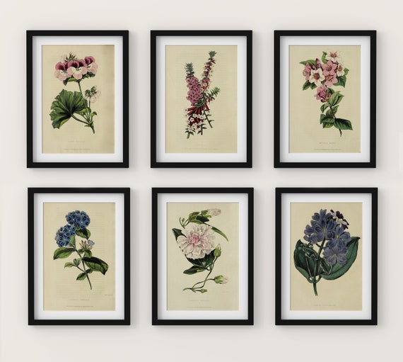 Botanical Poster Set of 6 Flowers Botanical Prints | Etsy