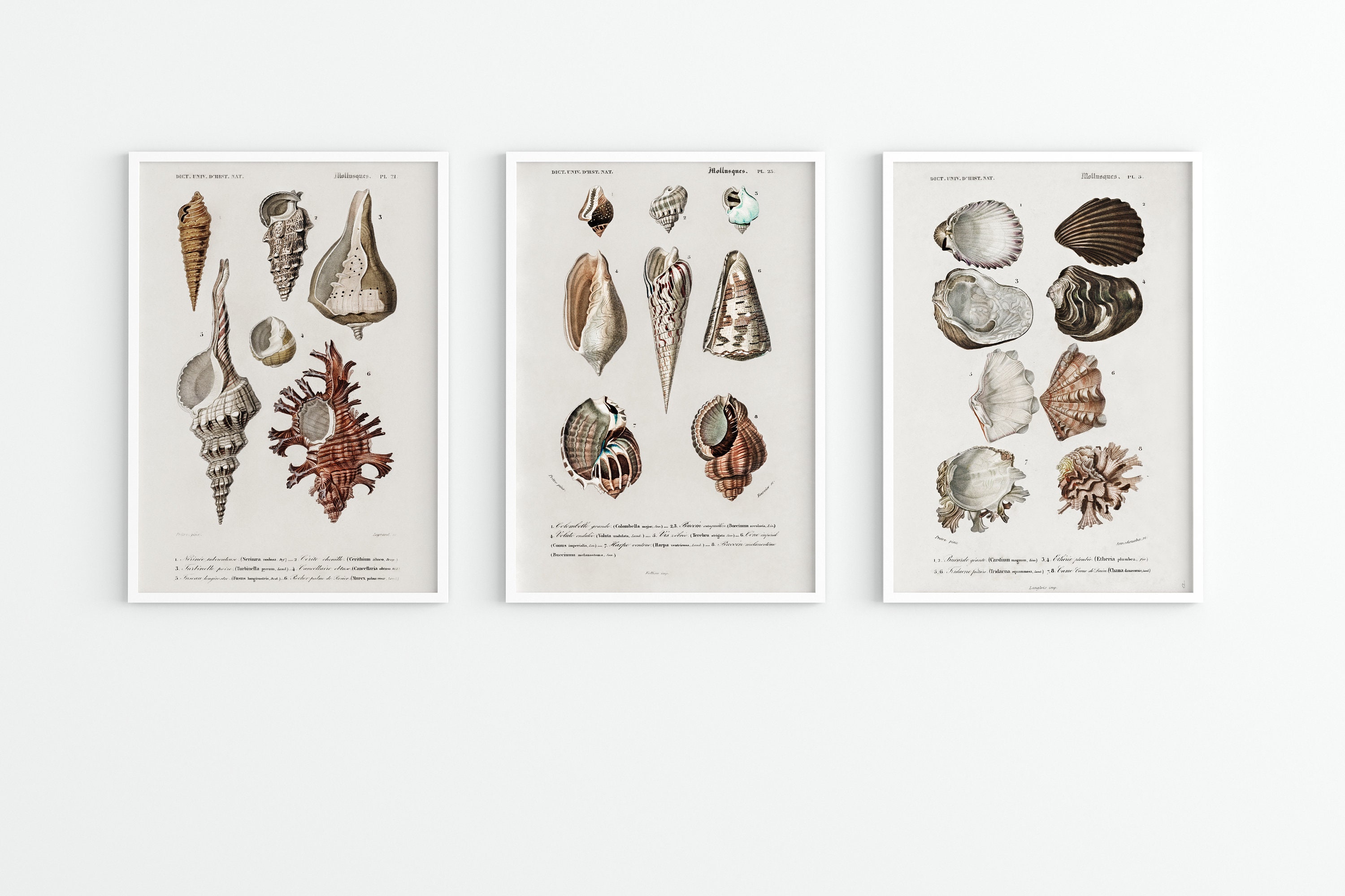 Set of 3 Seashell Art Prints Seashell Paintings Nautical | Etsy
