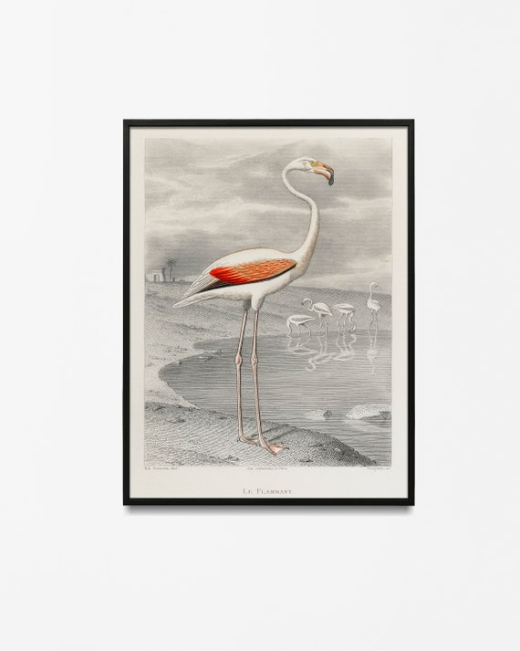 Pink Flamingo Vintage Art Print Birds of America Decor | Etsy