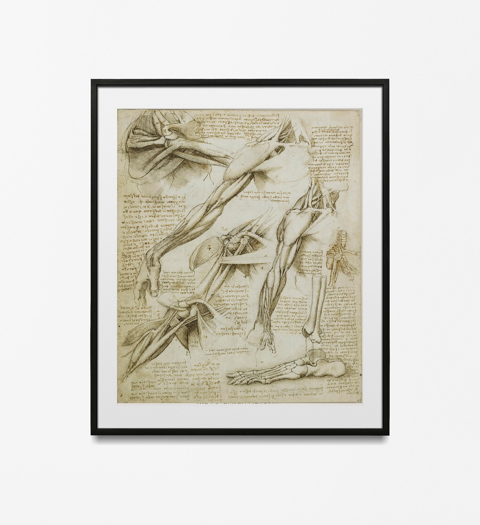 Leonardo Da Vinci Vintage Anatomy Muscles Poster, Anatomy Wall ...